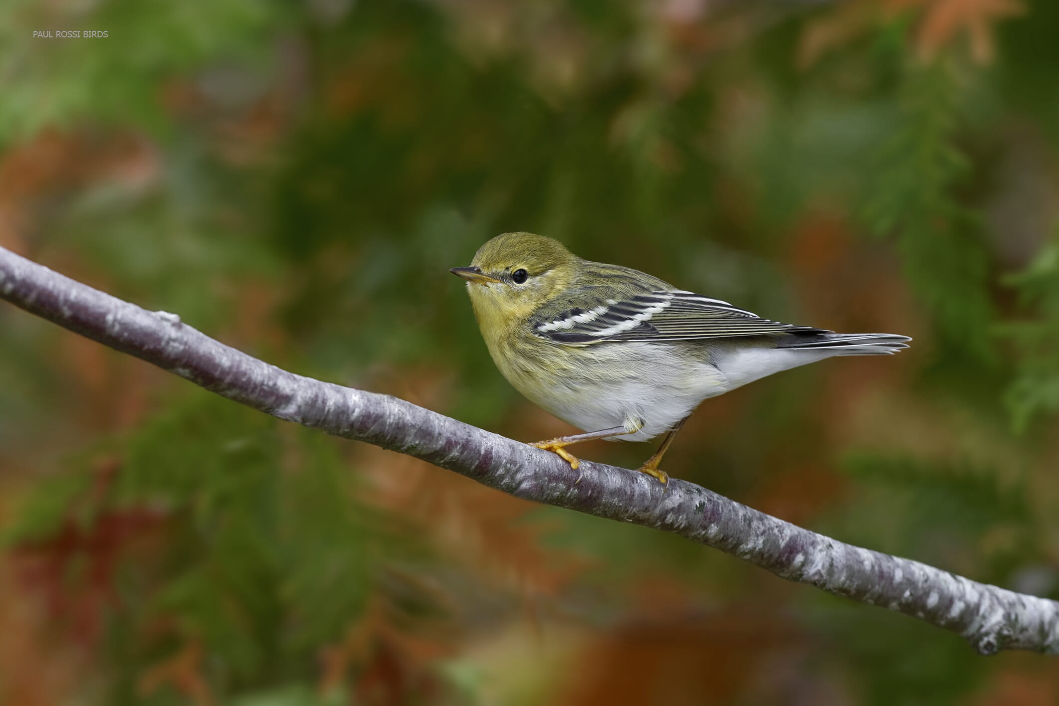 Gallery of Southbound Warblers and Vireos of Michigan’s Eastern Upper Peninsula | paulrossibirds